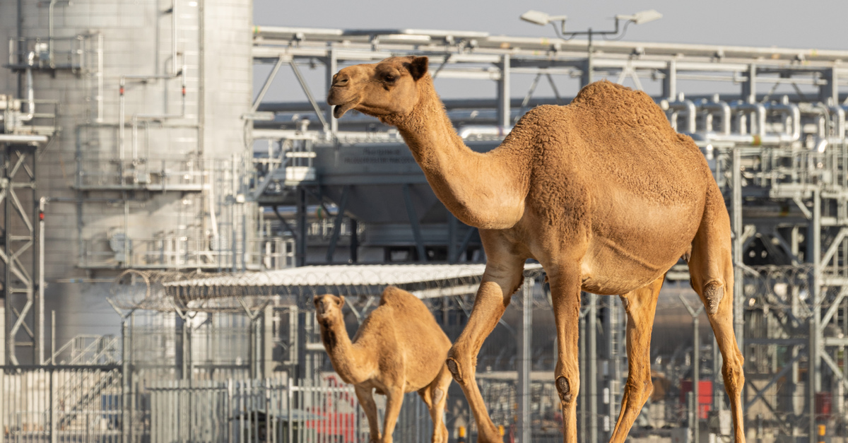 Biodiversity | Environment | Sustainability | Who we are | Petrofac